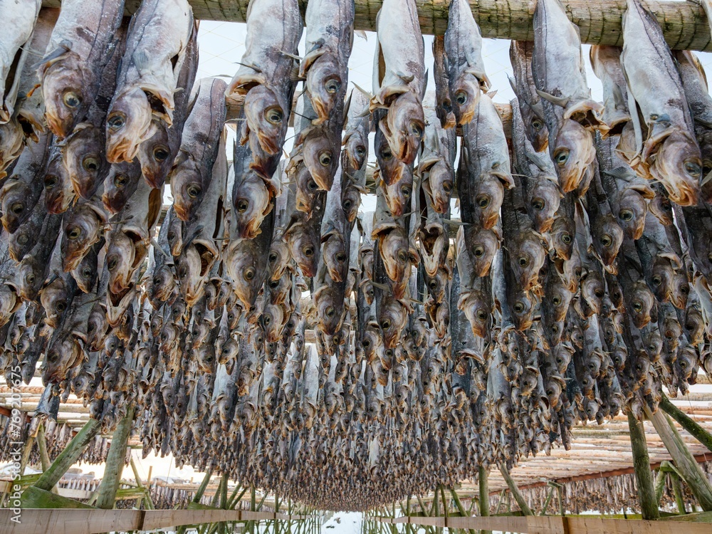 Atlantic cod (Gadus morhua) hung up to dry as stockfish, an old ...
