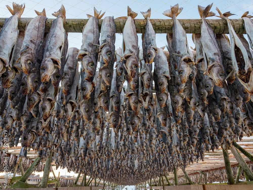 Atlantic cod (Gadus morhua) hung up to dry as stockfish, an old ...