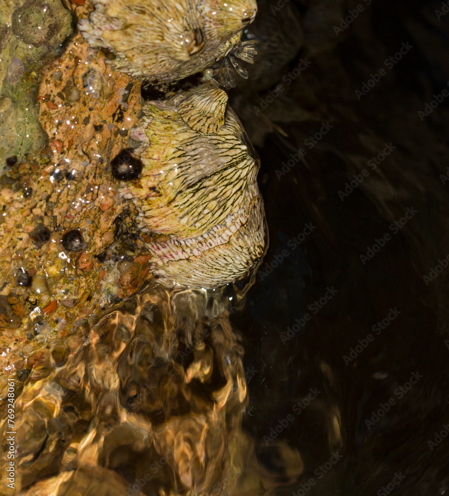 Tetraclita squamosa - Thatched barnacle. Balanus (Balanomorpha) is a ...