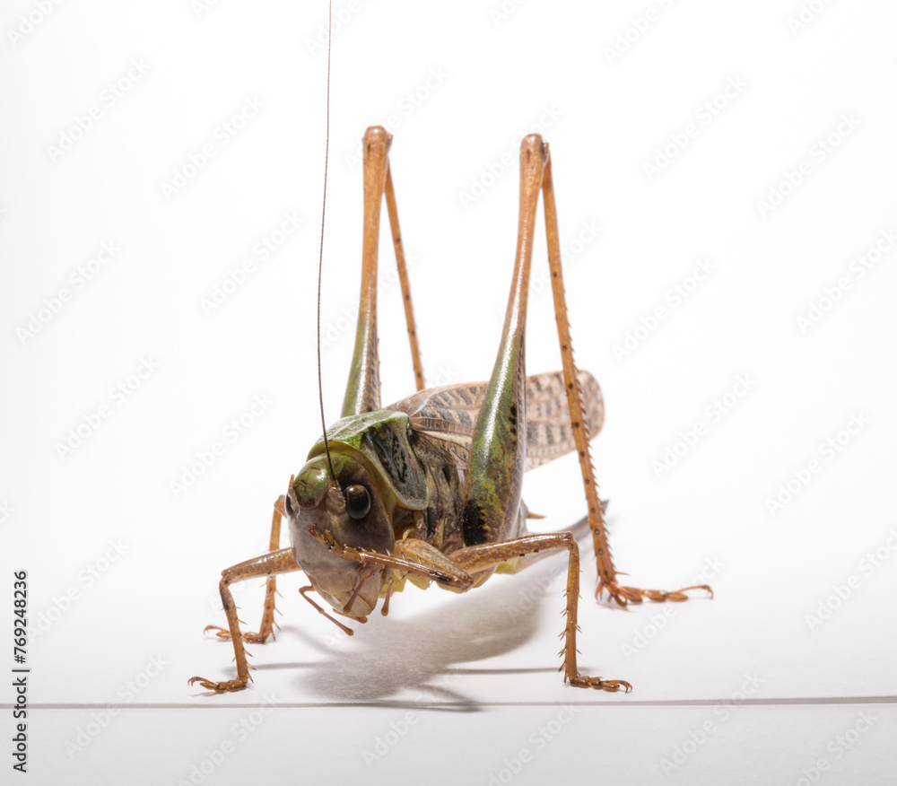 Wart-biter (Decticus verrucivorus) is a bush-cricket in the family ...