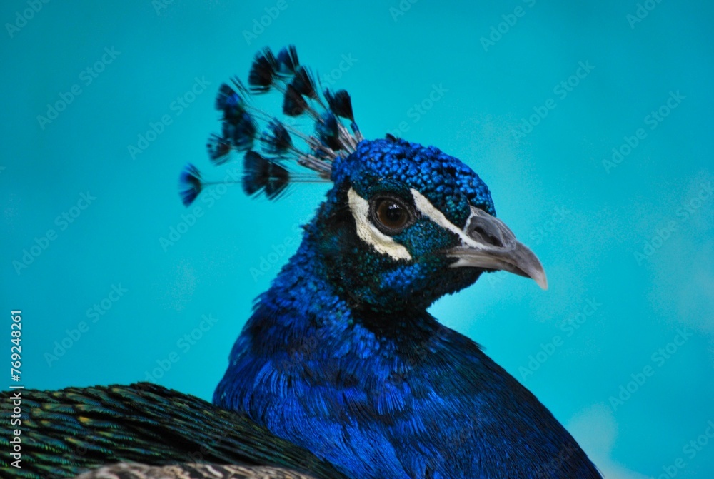 Aves,acuaticas,avestruces,voladores,nadadores,corredores de gran tamaño ...