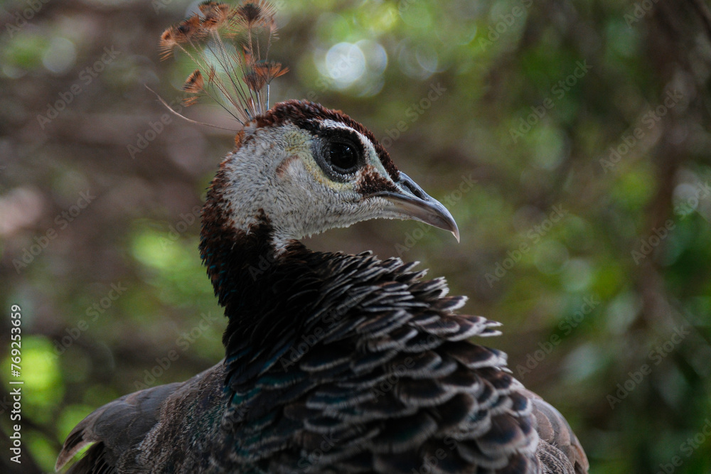 Peacock is a genus of large birds in the pheasant family. The most ...