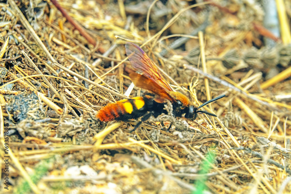 Mammoth wasp (Megascolia maculata, female, largest Hymenoptera) moves ...