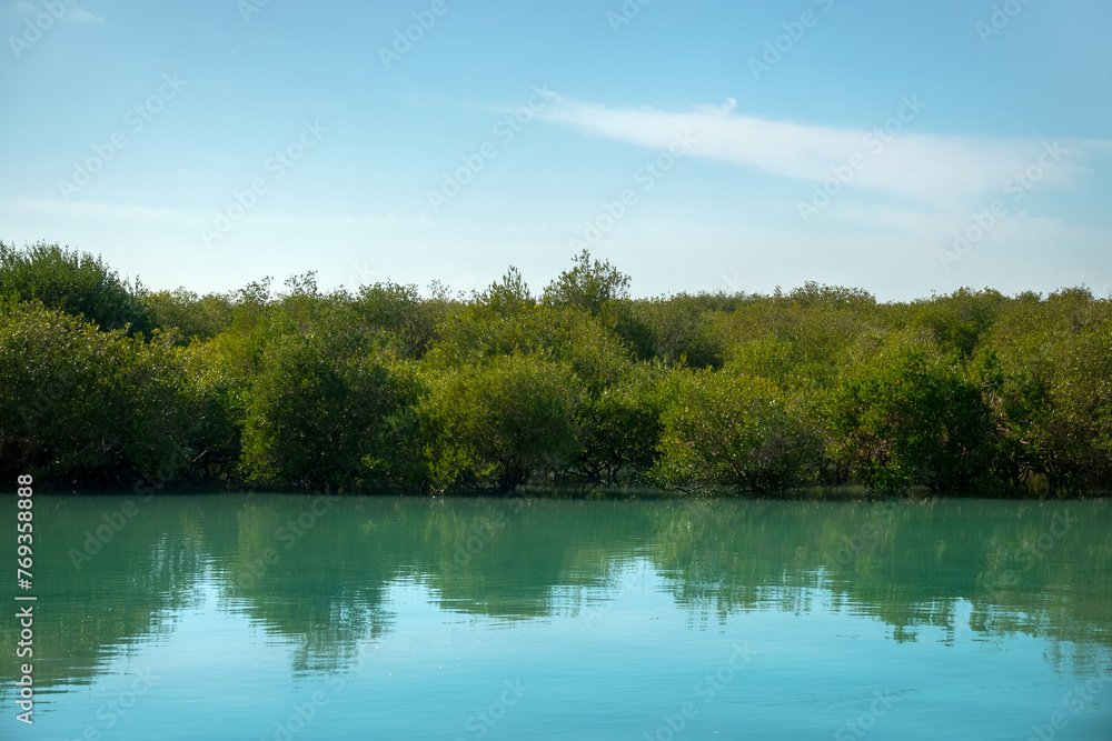 Mangrove forests in the Persian Gulf. Hara tree (Avicennia marina) main ...