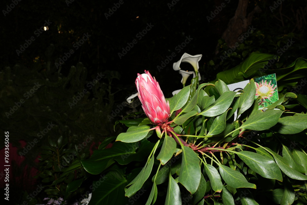 Protea cynaroides is a striking and iconic species of protea with large ...