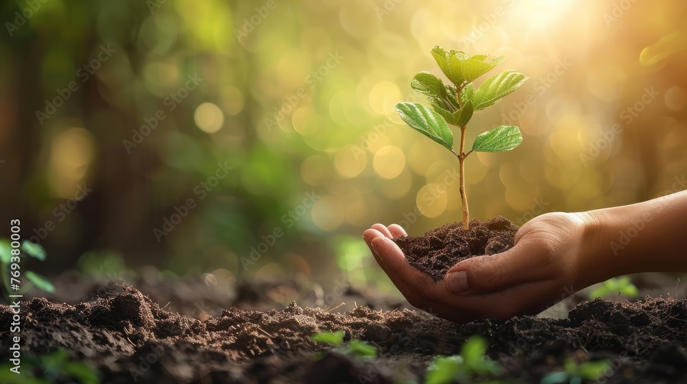 sunshine background green growing tree big holdig hand environment ...