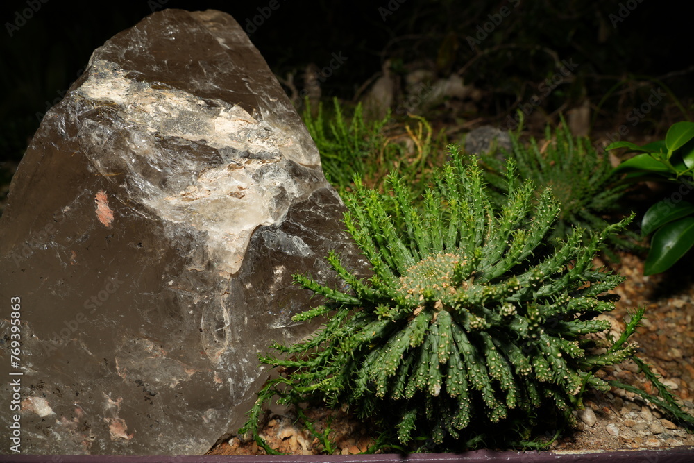 Euphorbia flanaganii, commonly known as Medusa's Head or Medusa's ...