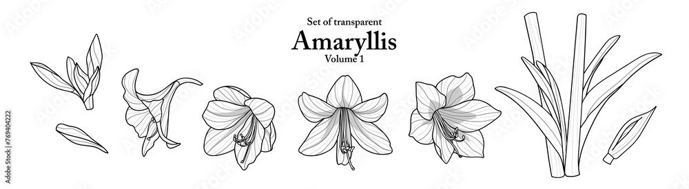A series of isolated flower in cute hand drawn style. Amaryllis in ...