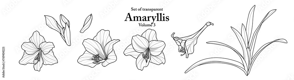 A series of isolated flower in cute hand drawn style. Amaryllis in ...