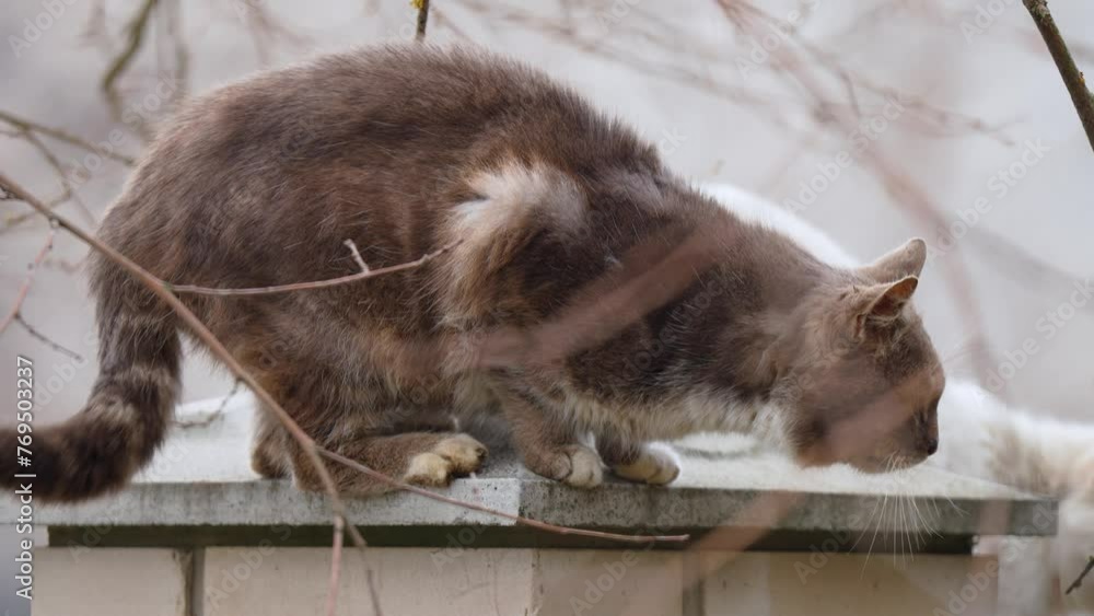 Vidéo Stock Large gray street stray cat sits among tree branches during ...