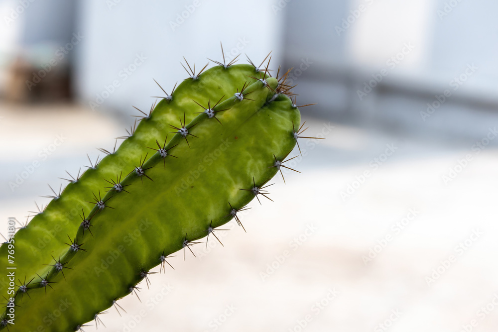 Cactus (Cactaceae) plants with sharp thorns on a blurry background ...