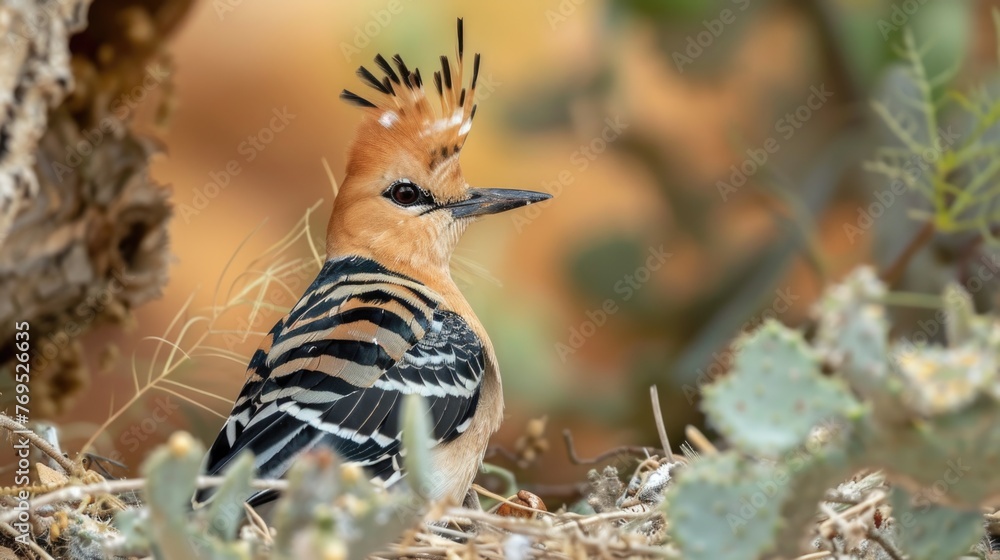 Male of common hoopoe ( Upupa epops ) is sitting near its nest in the ...
