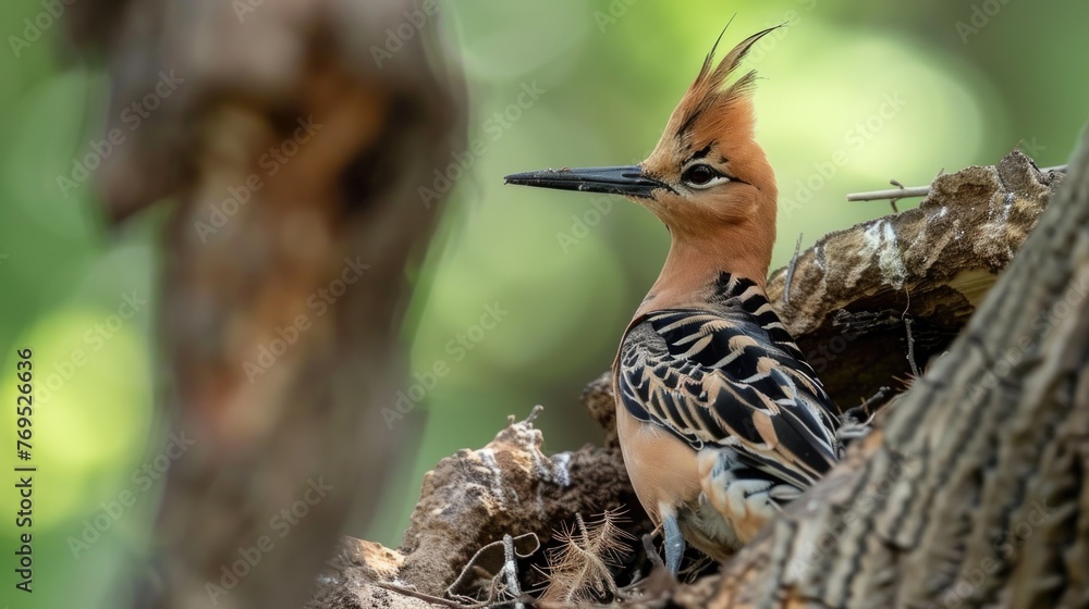 Male of common hoopoe ( Upupa epops ) is sitting near its nest in the ...
