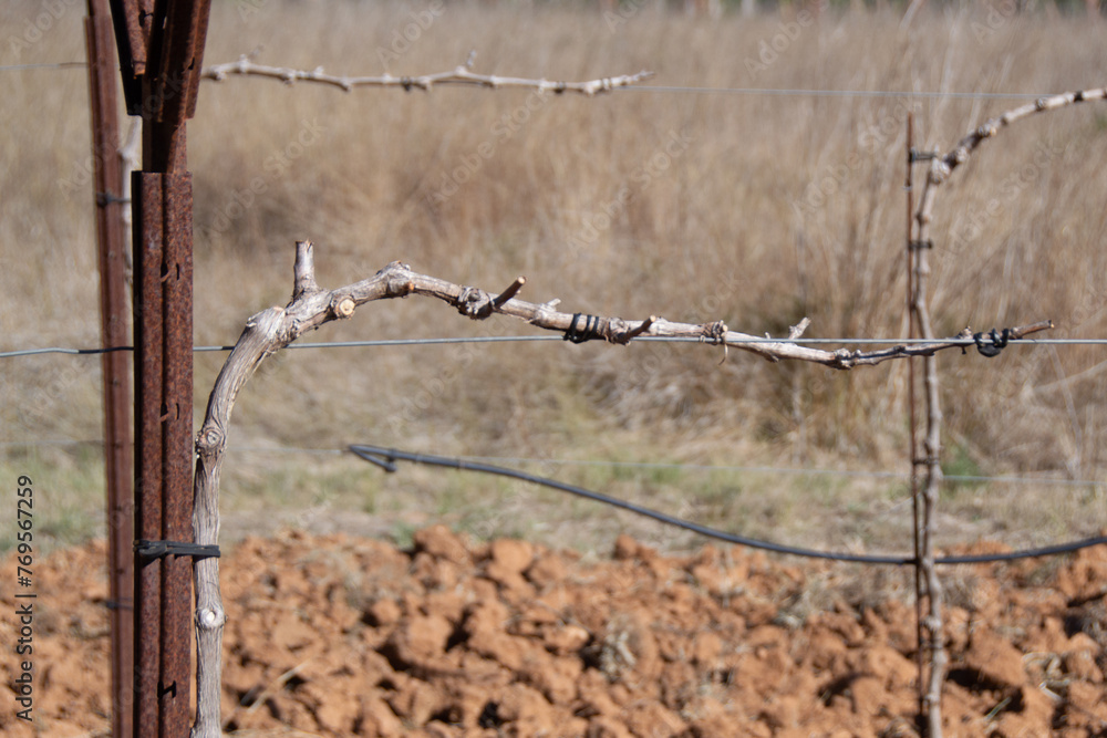 Vine stock after winter pruning. Vine branch attached to a trellis ...