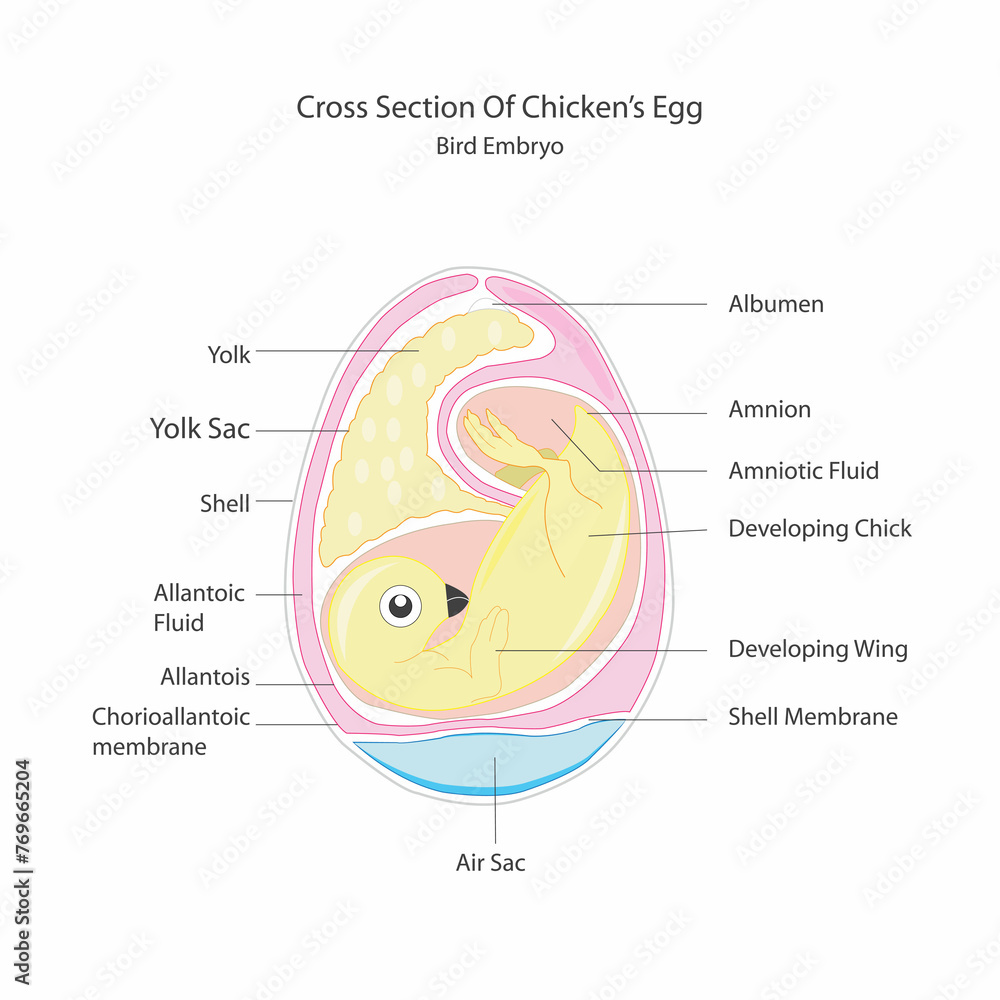 Egg embryo anatomy. Bird and chicken embryo diagram. Cross section. Egg ... Egg embryo anatomy. Bird and chicken embryo diagram. Cross section. Egg ...