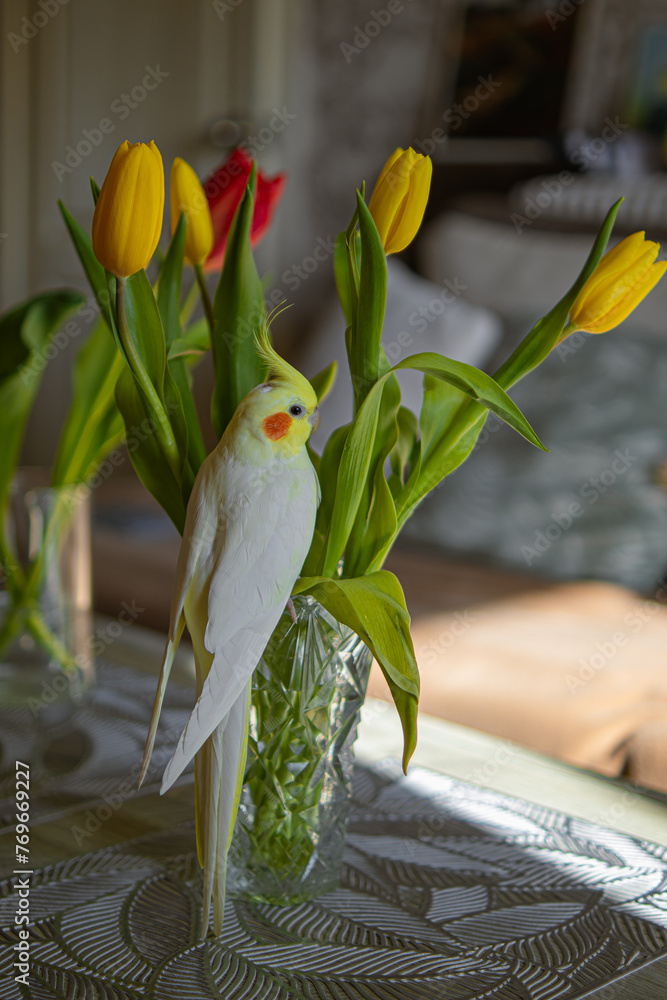Yellow cockatiel parrot.Cute cockatiel.Home pet parrot.The best ...