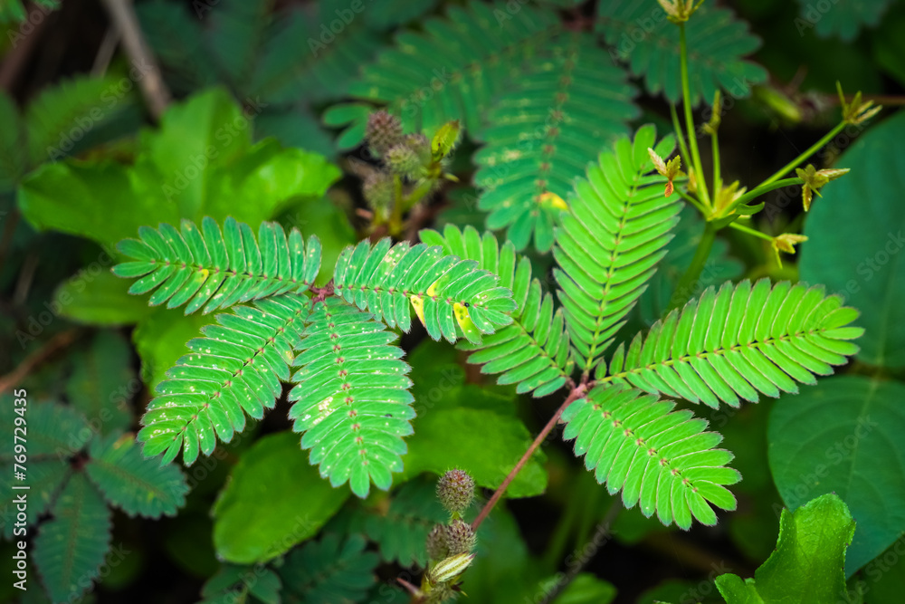 Mimosa pudica also called sensitive plant, sleepy plant, action plant ...