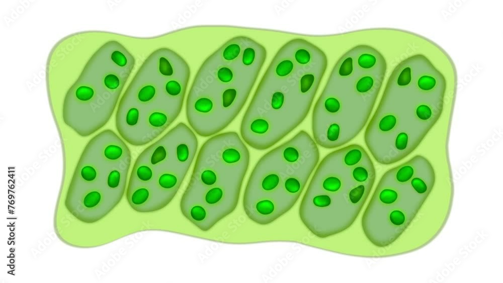 Leaf cells microscope magnification, plant leaf microscopic structure ...