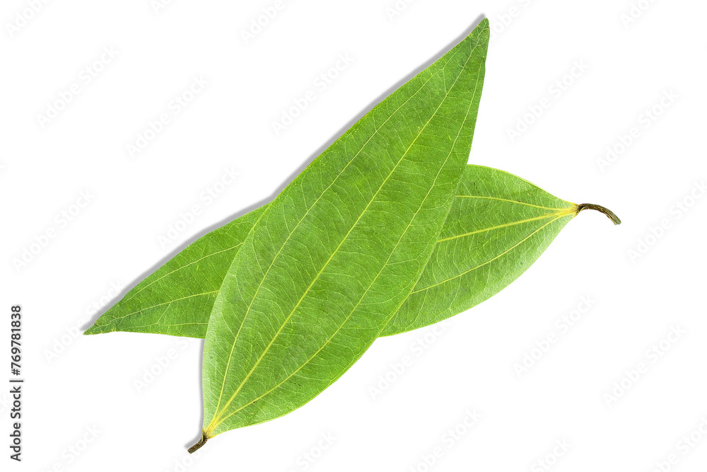 Dried bay leaf or bay laurel leaves,Laurus,cinnamon leaf spice also ...