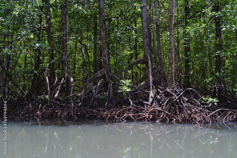 Mangrove forest in Philippine Sabang, Puerto Princessa. Thickets of ...