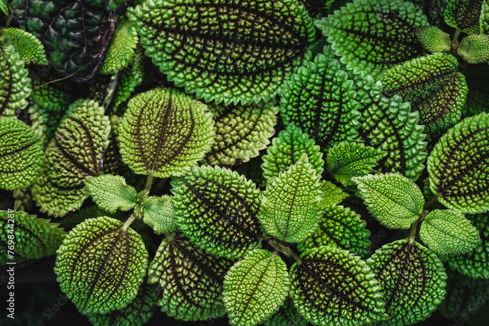 Close up of Pilea involucrata, commonly called the Friendship Plant or ...
