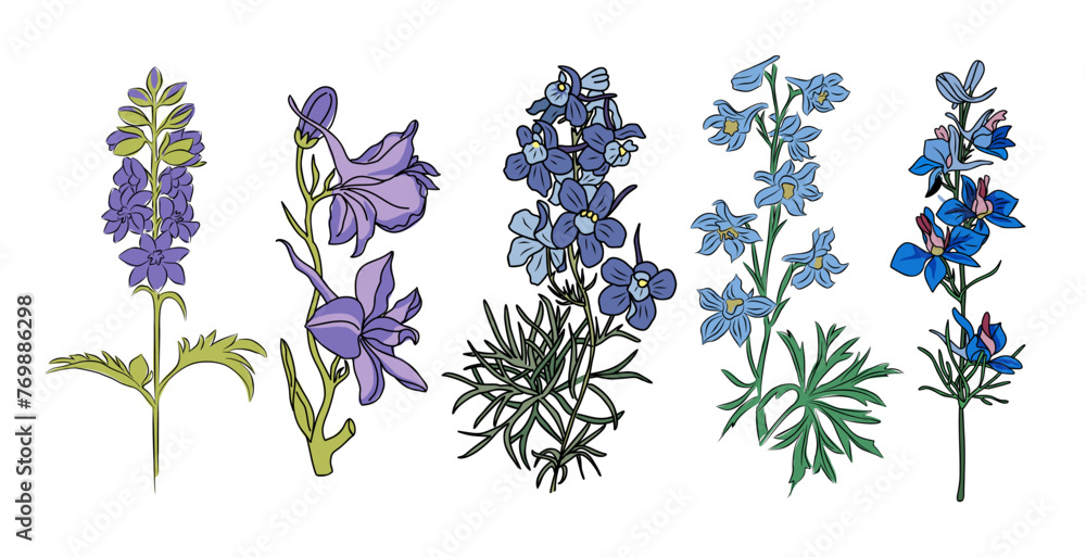 Larkspur July birth month flower colorful vector illustration ...