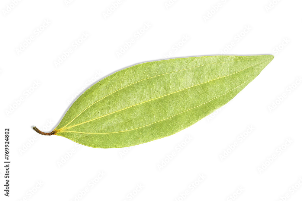 Dried bay leaf or bay laurel leaves,Laurus,cinnamon leaf spice also ...