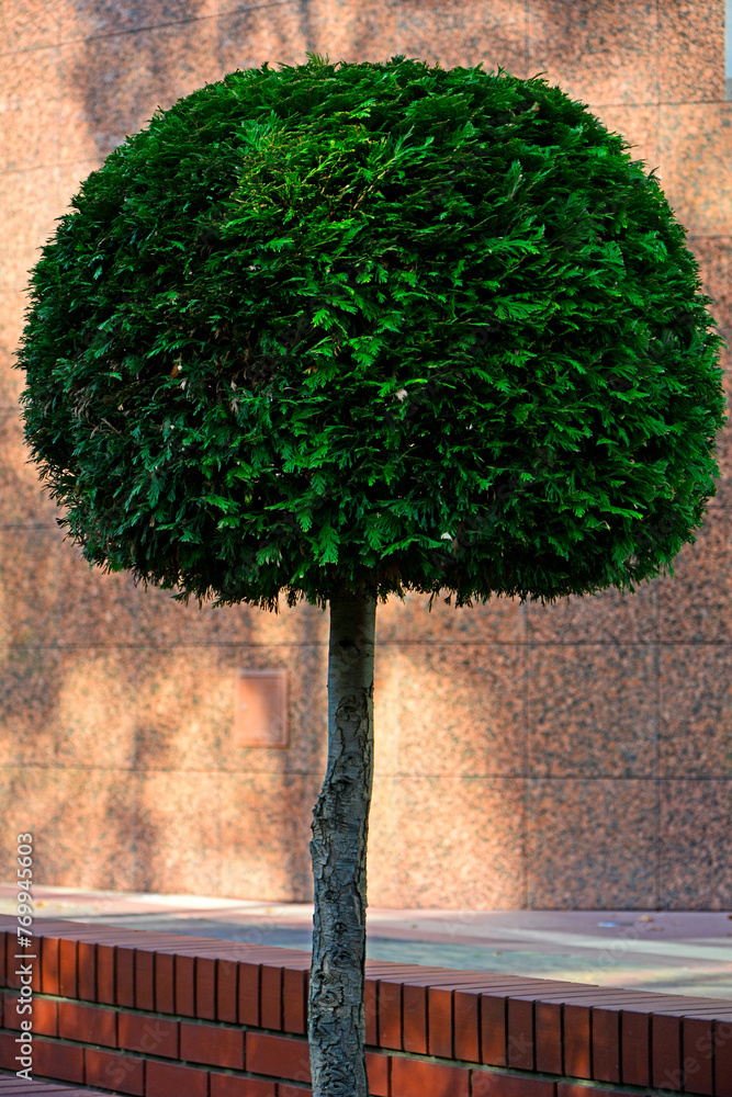 topiary z tui na pniu, formowana tuja w ogrodize, kulista tuja, Thuja ...
