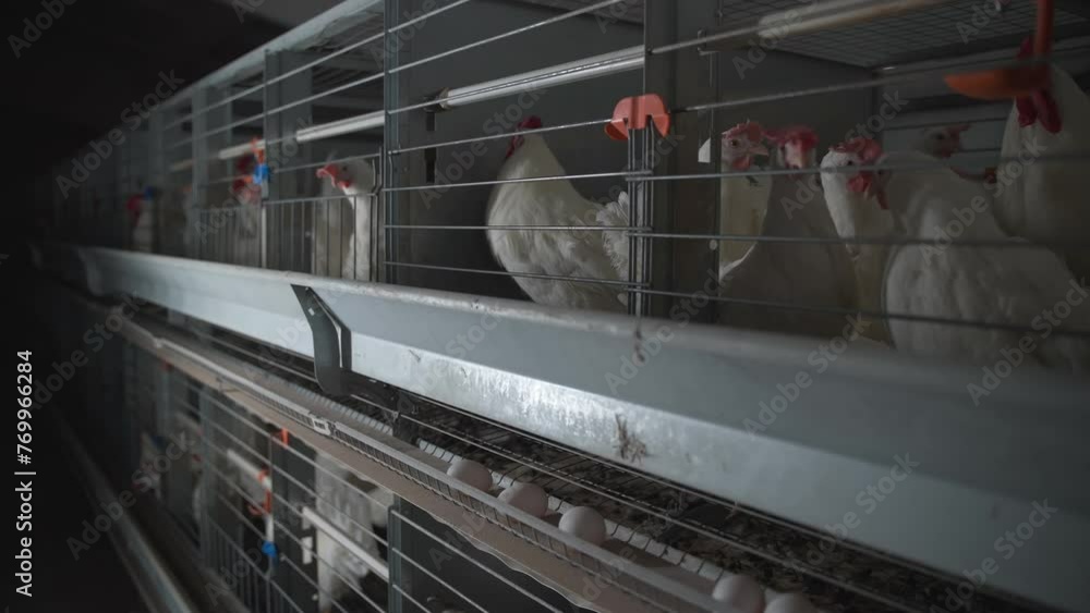 Farming white chickens for egg production at the facility. Keeping the ...
