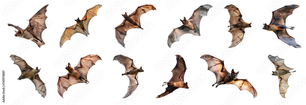 Multiple flying bats in motion isolated cut out on transparent ...