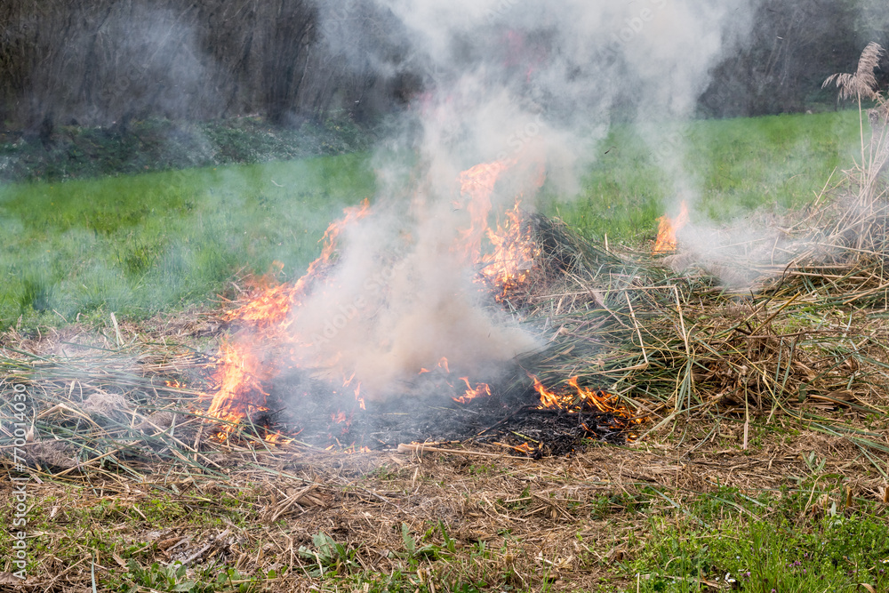 Small fire spreads in a field of dry grass. Nature on fire, front view ...