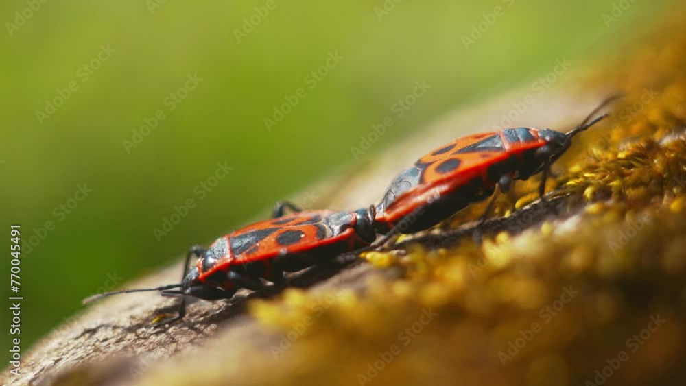 Vidéo Stock Close-up capture of Pyrrhocoris apterus in mating process ...