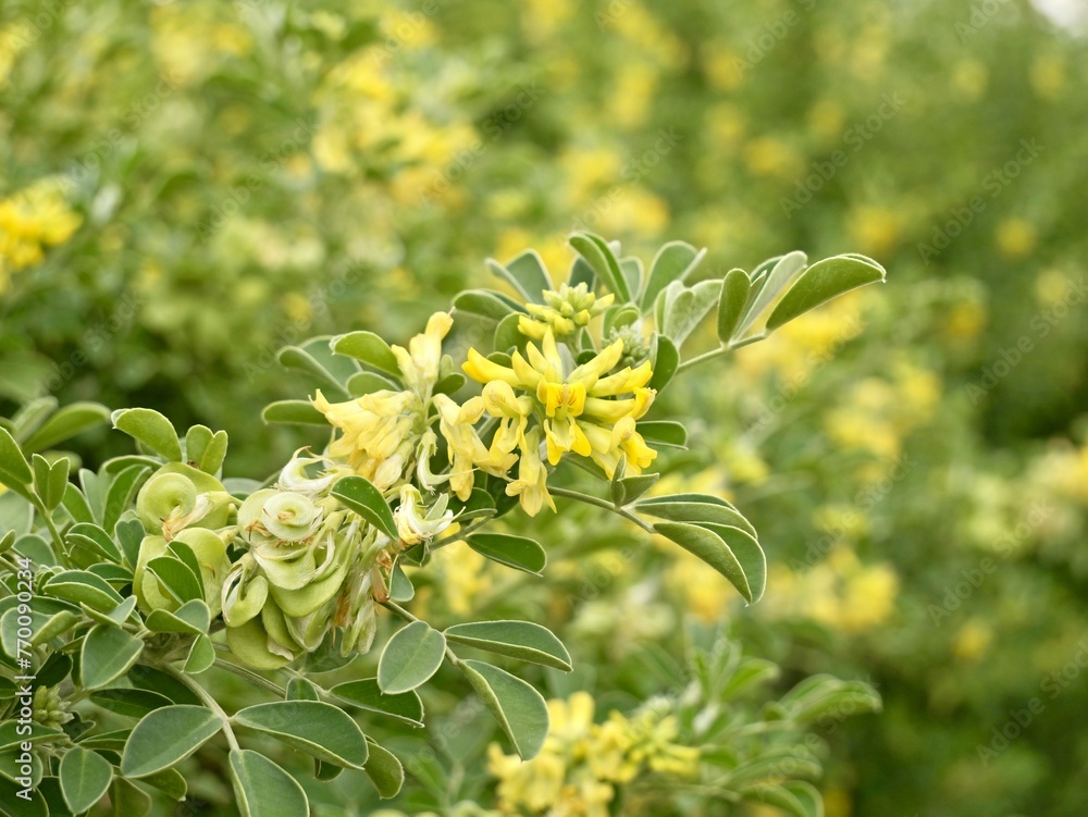 Yellow flowers of moon trefoil, shrub medick, alfalfa arborea, or tree ...