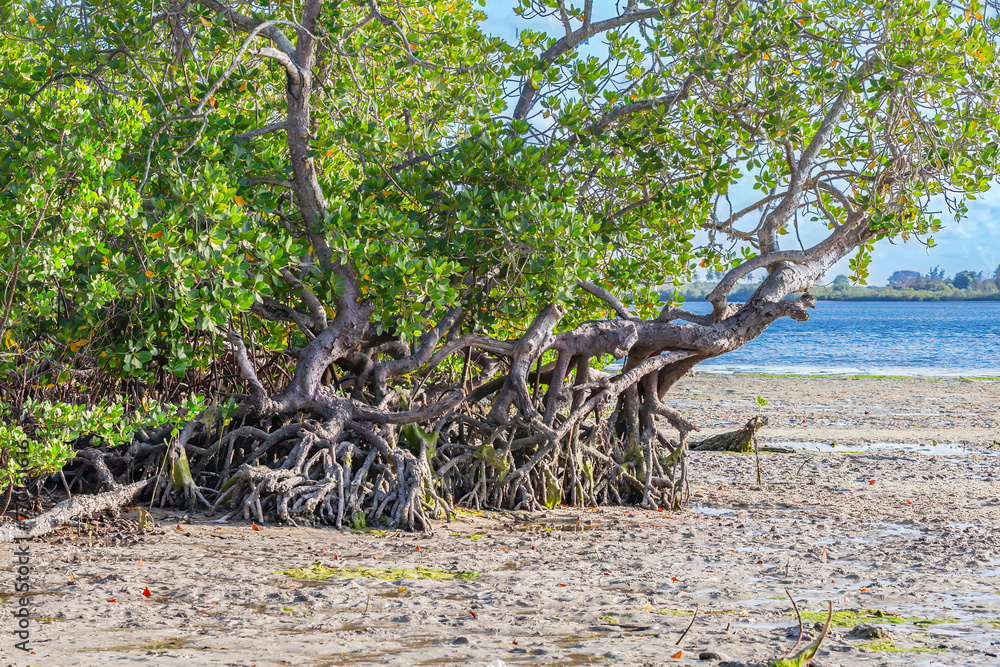 Mida Creek. Protected mangrove ecosystem near Watamu, Kenya. Stock ...