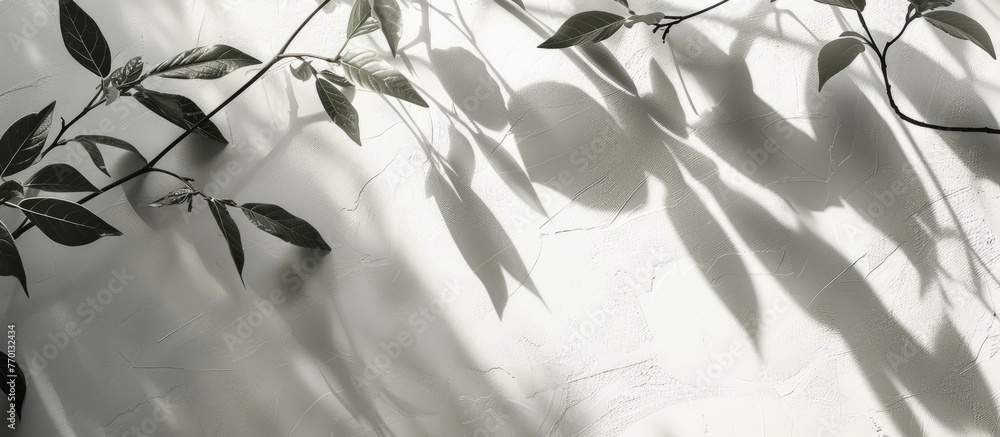 Natural shadows from leaves are cast on a white textured background for ...