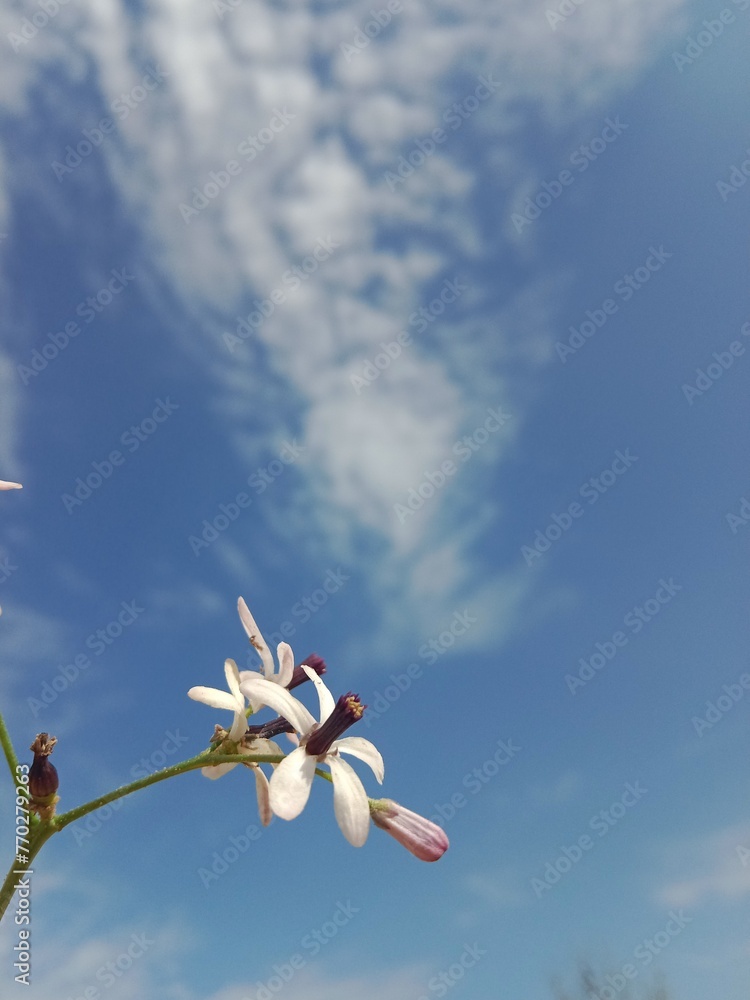 melia azedarach flowers or flowers of chinaberry tree, pride of India ...