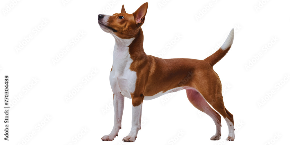 An elegant Basenji breed dog standing with head held up high, proudly ...