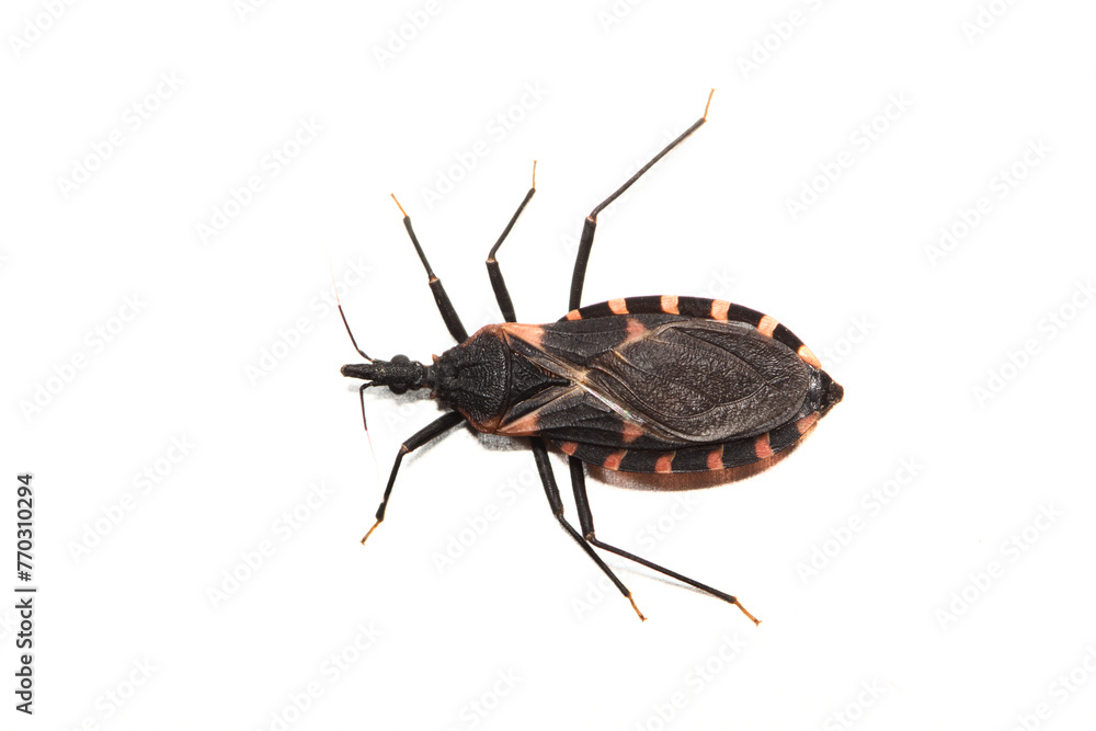 Eastern Bloodsucking Conenose Kissing Bug insect (Triatoma sanguisuga ...