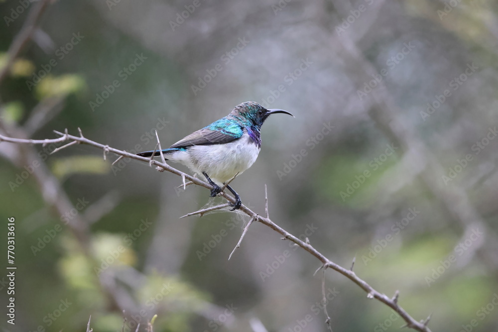 White-bellied sunbird (Cinnyris talatala), also known as the white ...