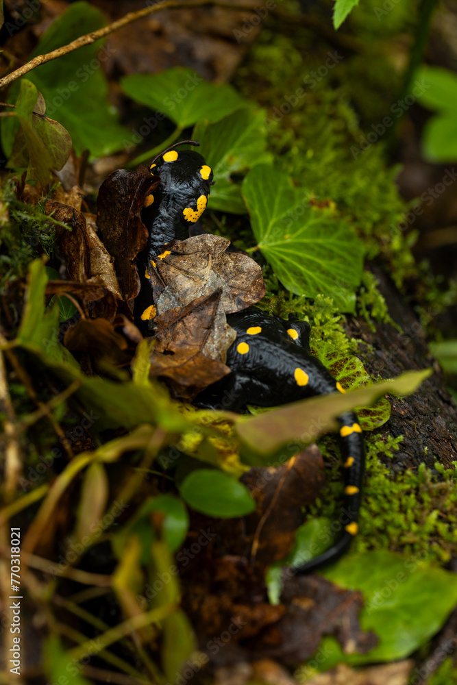 Foto de Spotted salamander, black skin color with yellow spots, shiny ...