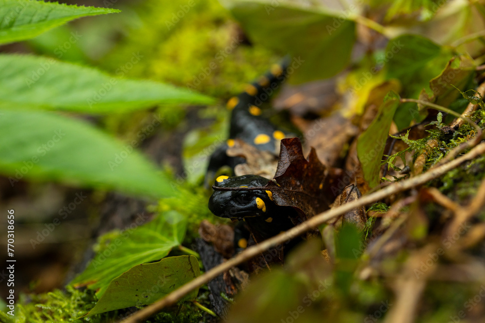 Spotted salamander, black skin color with yellow spots, shiny skin ...