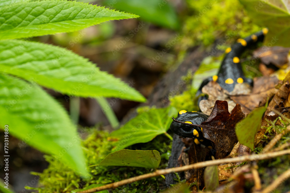 Spotted salamander, black skin color with yellow spots, shiny skin ...