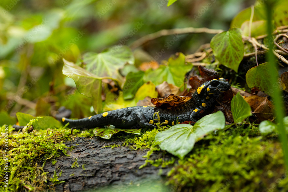 Spotted salamander, black skin color with yellow spots, shiny skin ...