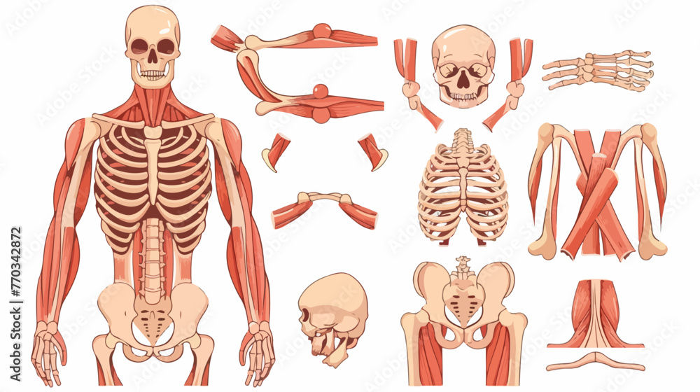 cartoon Illustration of Structure Skeletal Muscle Anat Stock Vector ...