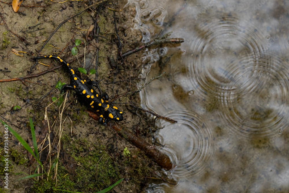Spotted salamander, black skin color with yellow spots, shiny skin ...