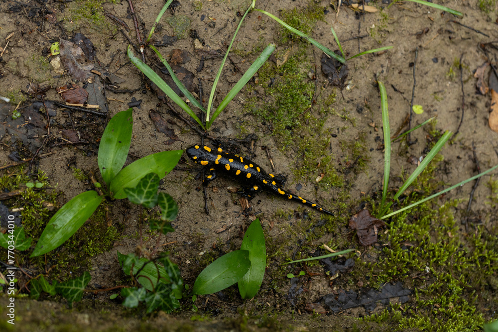 Spotted salamander, black skin color with yellow spots, shiny skin ...