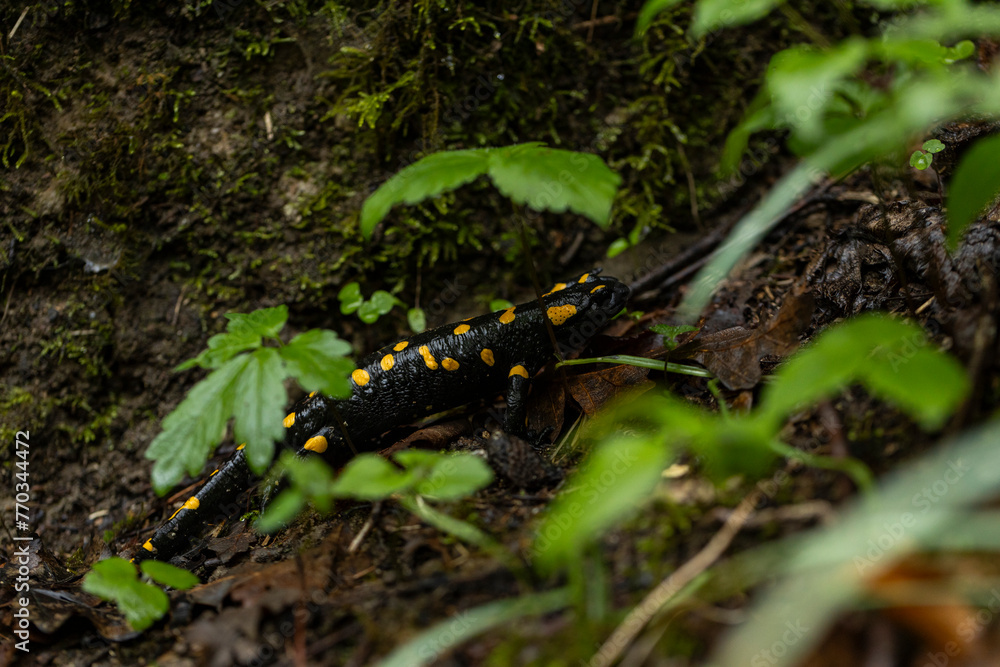 Spotted salamander, black skin color with yellow spots, shiny skin ...
