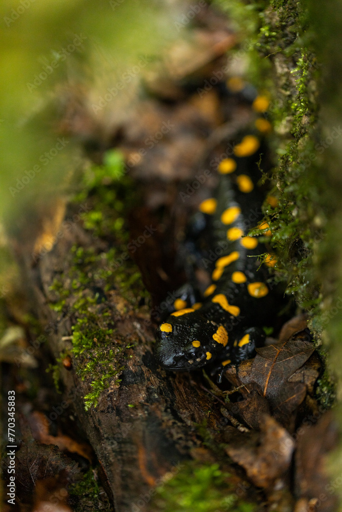Spotted salamander, black skin color with yellow spots, shiny skin ...