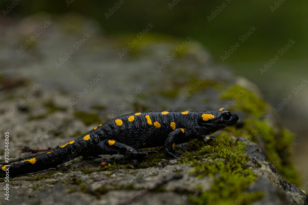 Spotted salamander, black skin color with yellow spots, shiny skin ...