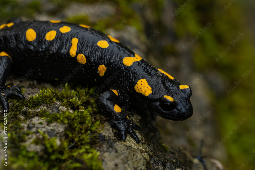 Spotted salamander, black skin color with yellow spots, shiny skin ...